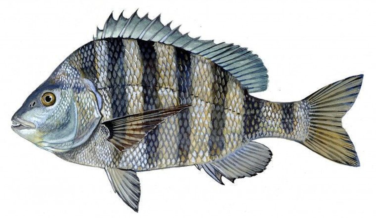 Largest Sheepshead I’ve Ever Seen – Floridaze Fishing Charters